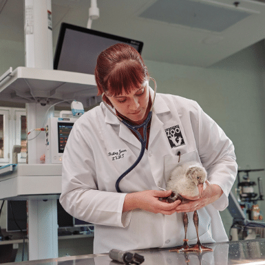 Veterinary Uniforms | Vet Tech Shirts | Free Logo Set-up